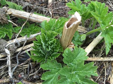 Crazy For Cow Parsnip Wild Food Girl