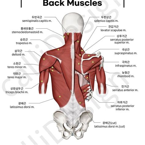 의학그림 메디컬 일러스트 Callidesign On Instagram 등 근육들을 설명하는 메디컬일러스트 입니다 프로필 링크 주소 Ctee Shop에서 만나실 수