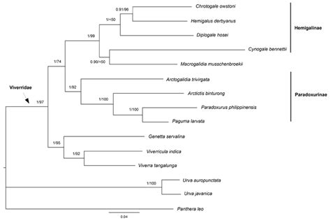 Bayesian Tree Reconstructed From A Combined Dataset Of Cytb Nd2 Fgb