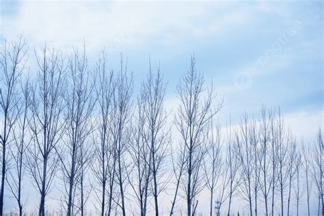 Tree Trunk Photography Background Trees Trunk Sky Background Image For Free Download