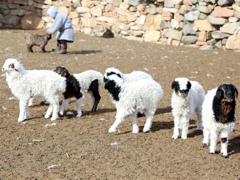 Улсын хэмжээнд 13 8 сая төл бойжиж байна E Mn