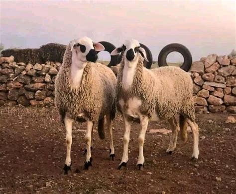 الحولي الصردي أصيل Casablanca