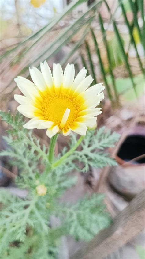 Pankaj Yadav Fotografía