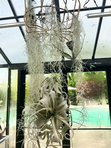 Spanish Moss Temperature Range At Madison Hales Blog