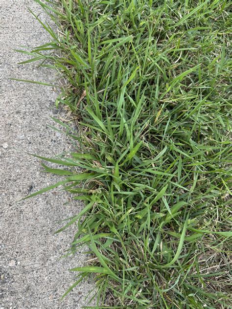 Is This Crab Grass Scrolller