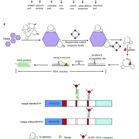 Schematic Illustration Of The Lateral Flow Biosensor A Assembly Of