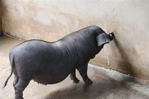 香猪的图片 头像 第6页 大山谷图库