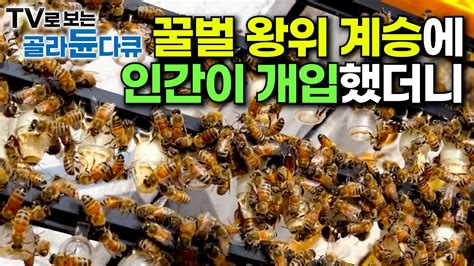 벌들의 움직임이 심상치 않다 역대 최악의 흉년을 맞이한 양봉 농가｜인간이 고른 애벌레로 꿀벌들을 속여 여왕벌 만들기｜로열젤리