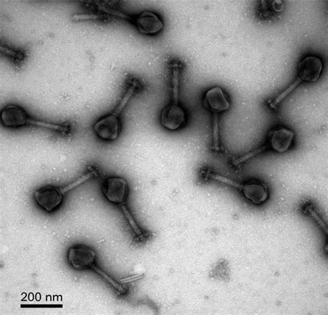 Understanding Jumbo Phage Viruses Neurologica Blog