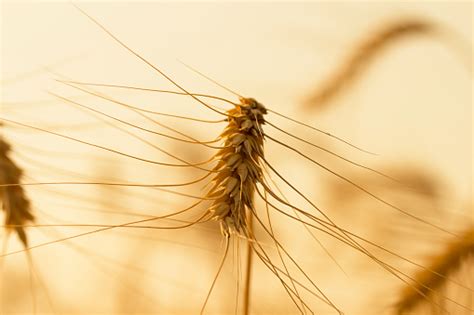 잘 익은 밀농장 들판에 가까이 황금 밀의 귀가 닫힙니다 아름다운 자연 일몰 풍경입니다 초원 밀 필드의 숙성 귀의 배경 가을에 대한 스톡 사진 및 기타 이미지 Istock