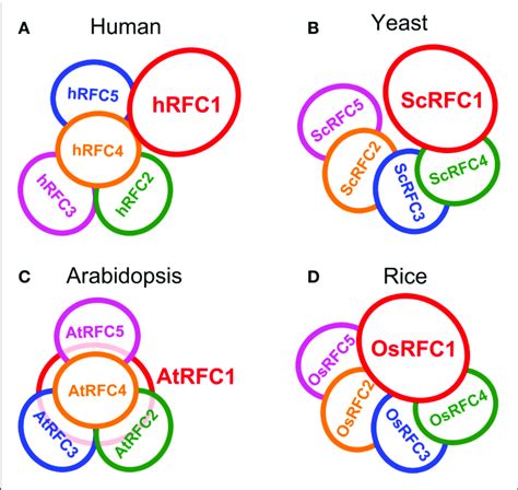The Models Of Rfc Subunits Arrangement In Human A Yeast B
