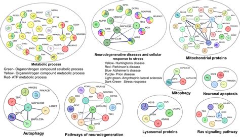 Protein Protein Interaction Network Analysis In Sh Sy5y Cells Download Scientific Diagram