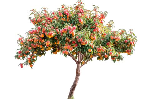 Tree With Fruit PNGs For Free Download Tree With Fruit PNGs For Free Download
