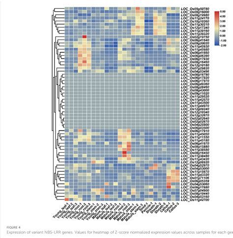Figure 4 From Genome Wide And Pan Genomic Analysis Reveals Rich Variants Of Nbs Lrr Genes In A
