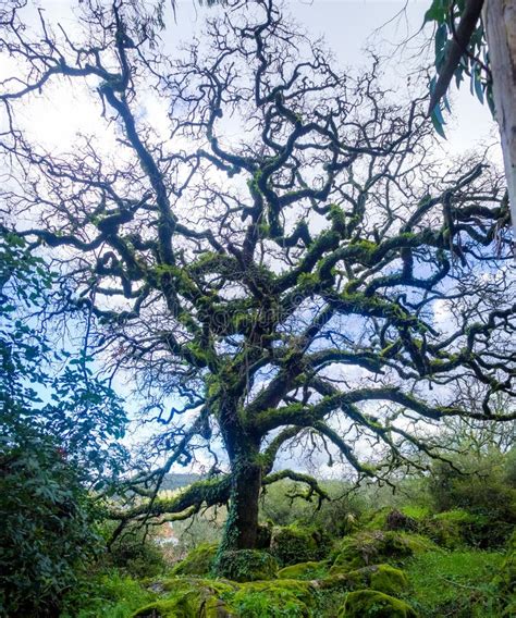 Old Leafless Oak Tree In A Forest With The Blue Sky In The Background Stock Image Image Of