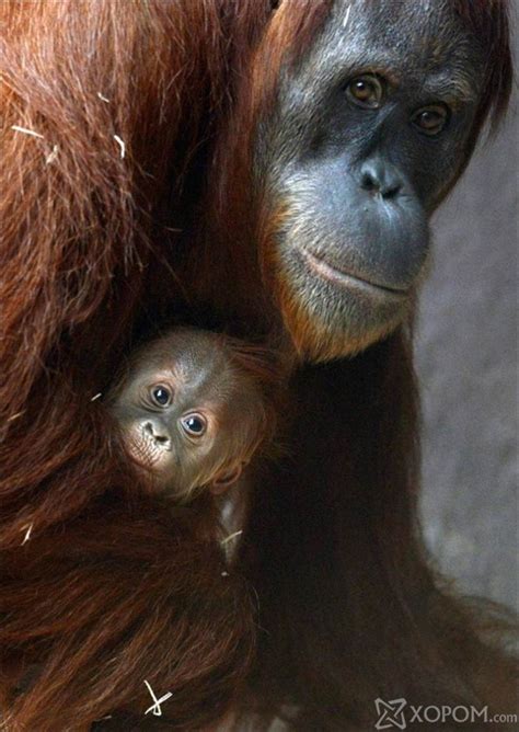 Эх үрийн нандин холбоо