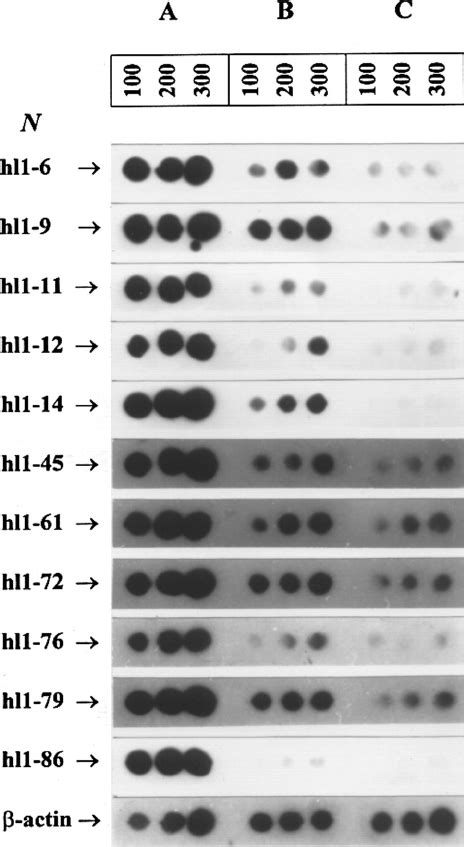 Dot Blot Hybridization Of The Second Step Differential Screening Of The