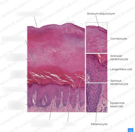 Biol Practical Diagram Quizlet