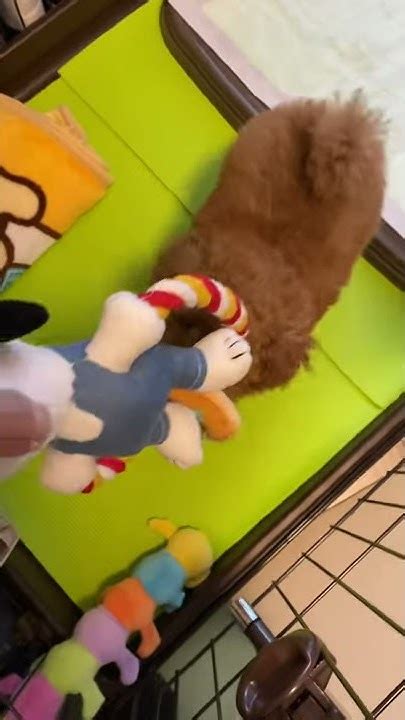 ドーナツ好き Shorts Youtube