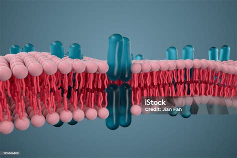 세포막 및 생물학 생물학적 개념 3d 렌더링 세포막에 대한 스톡 사진 및 기타 이미지 세포막 Phospholipid 수용체 Istock