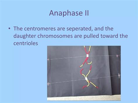 Mitosis And Meiosis Simulation Ppt Vinal Kam And Drew Pptx