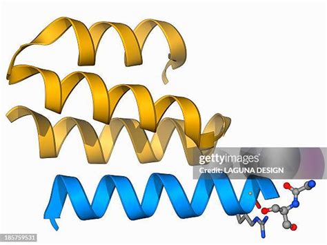 78 Collagen Molecule Structure High Res Illustrations Getty Images