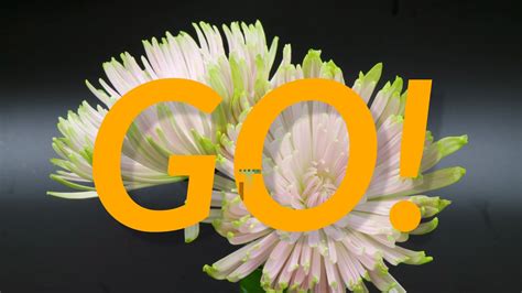 repeating artifacts even after rendering again r davinciresolve