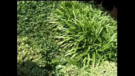 Blonde Cougar Anal Search