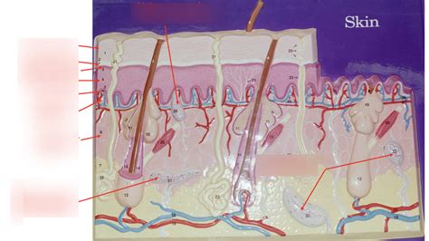 Skin Integ Layers And Names Diagram Quizlet