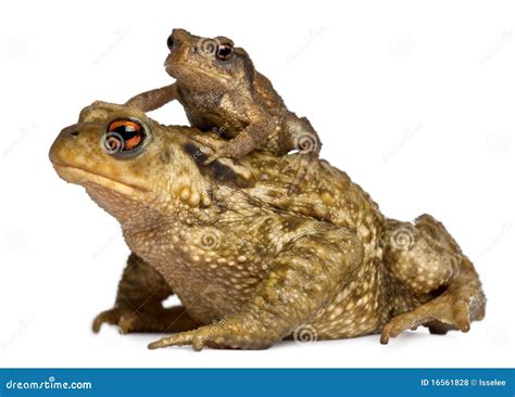 A Mother Common Tree Frog Is Guarding Her Eggs That Are Ready To Hatch