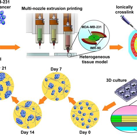 Pdf Bioprinting Heterogeneous 3d Tumor Models