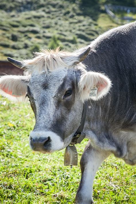 Cow Off Austria Free Photo On Pixabay Pixabay
