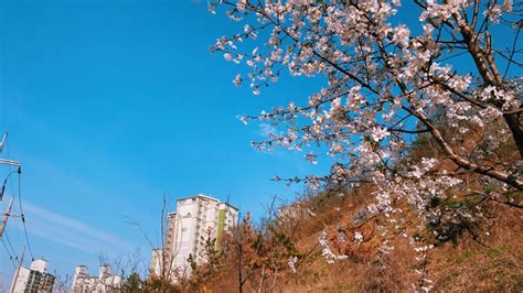 산곡동 부평샬레아넬리스의 실거래가 시세 매물 주변정보 아파트는 호갱노노
