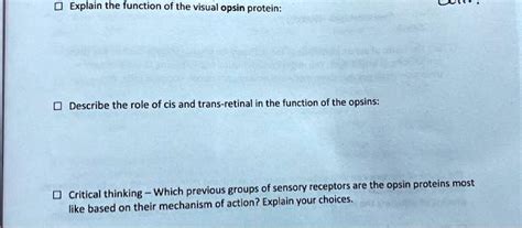 Explain The Function Of The Visual Opsin Protein Describe The Role Of Cis And Trans Retinal In