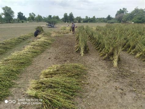 နတ်မောက်မြို့နယ်တွင် Gap စနစ်ဖြင့် စိုက်ပျိုးထားသော မိုးနှမ်းစိုက်ဧကများတွင် ချက်ချင်းရိတ်၊ ချက