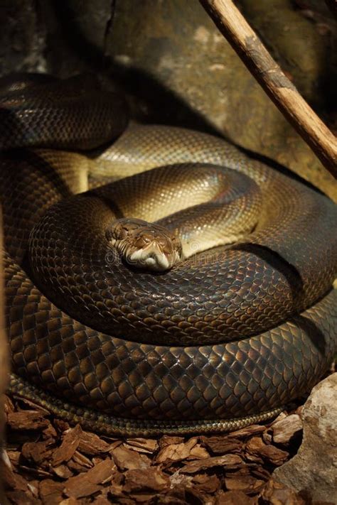 Scrub Python Stock Image Image Of Biggest Australia 15383577