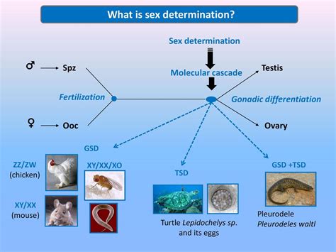 Factors Involved In Sex Determination Early Sex Differentiation Ppt Download