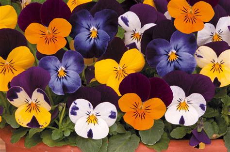 Viola Cornuta Twix Wing Mix Sēklas Onavalv