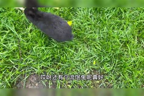 一年了第一次全家出去玩林都伊春没白来晚上再来一顿烤全羊 林都 伊春 出去玩