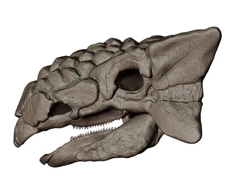 3d Ankylosaurus Skull 3d Print Model Model Turbosquid 2162599