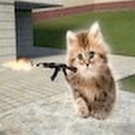 Freaky Cats