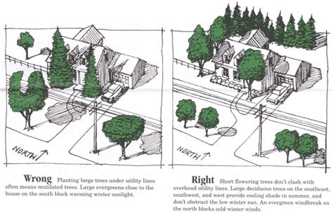 Tree Placement For Energy Conservation And Just Common Sense Backyard Trees Garden Trees