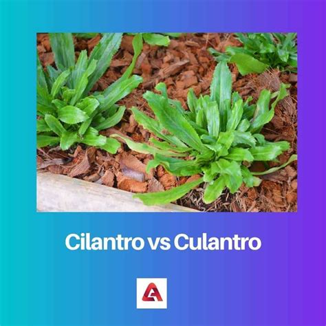 Cilantro Vs Culantro Difference And Comparison