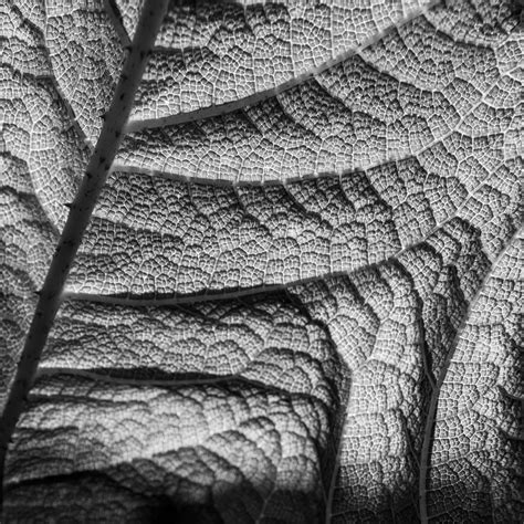 Nature Structure Leaf Texture Surface Free Image From Needpix Com