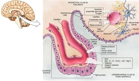 Choroid Plexus Histology