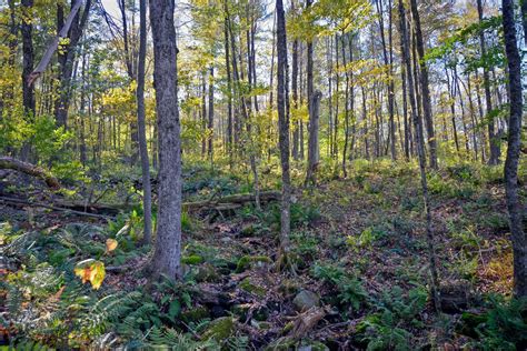 Hike Through The Heart Of Three Forever Wild Preserves Cornwall