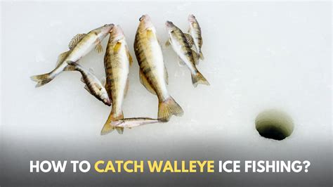 How To Catch Walleye Ice Fishing Step By Step Guide Fish Chart