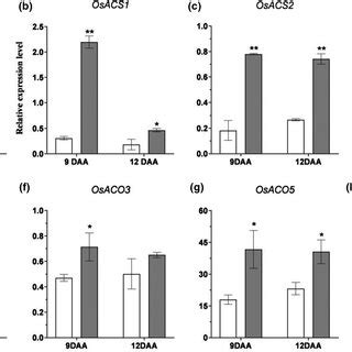 Ethylene Production And Expression Of Ethylene Biosynthesis Gene In Download Scientific Diagram