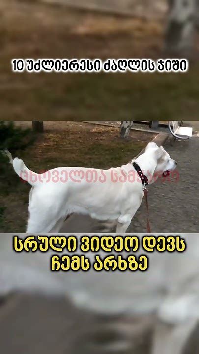 10 უძლიერესი ძაღლის ჯიში მსოფლიოში Youtube