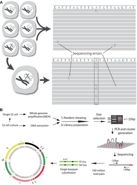 Somatic Mutation Detection Using Single Cell Sequencing A Somatic Download Scientific
